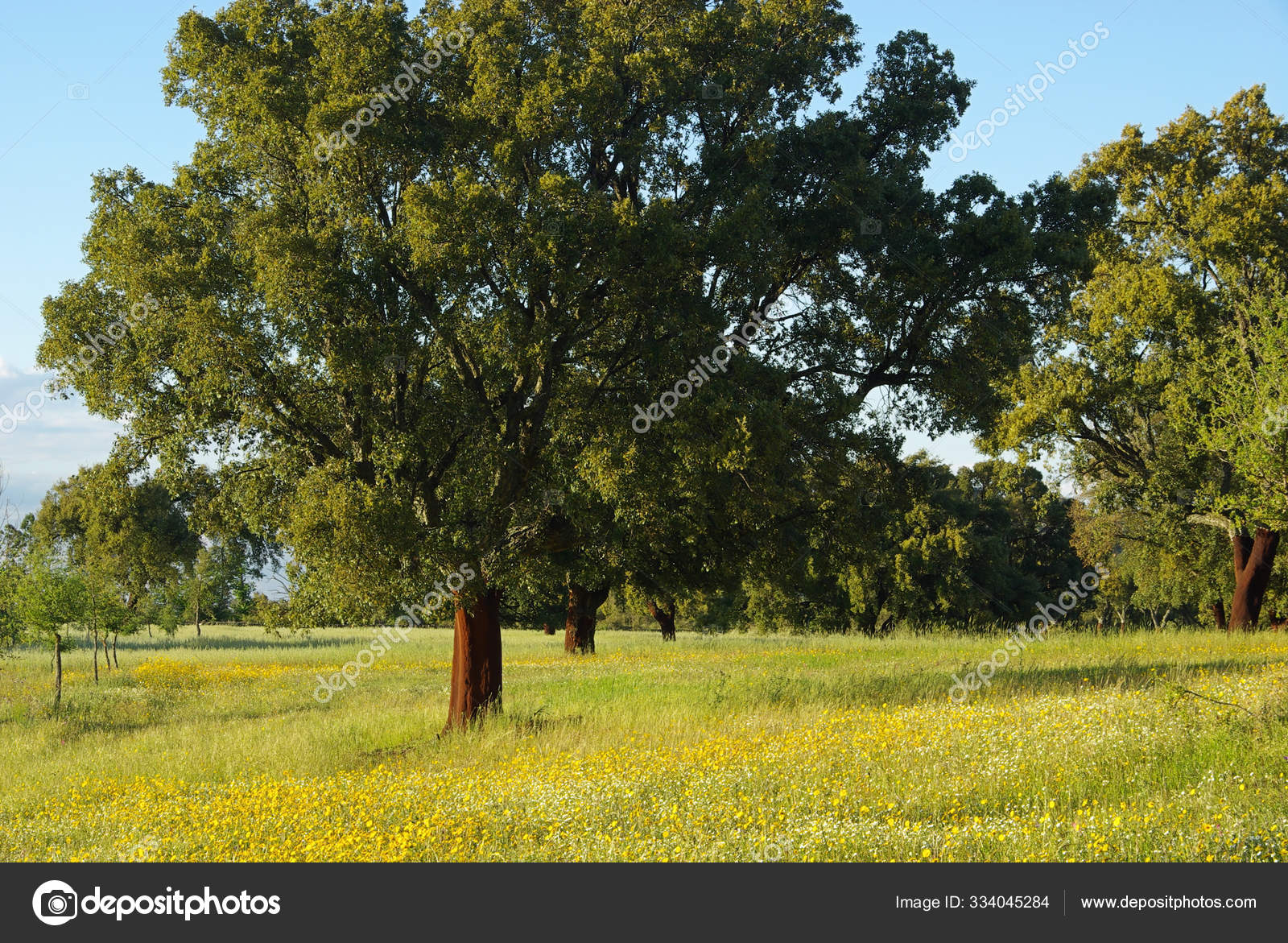 Árbol Alcornoques Flora Natural — Foto de stock © PantherMediaSeller ... Árbol Alcornoques Flora Natural — Foto de stock © PantherMediaSeller ...