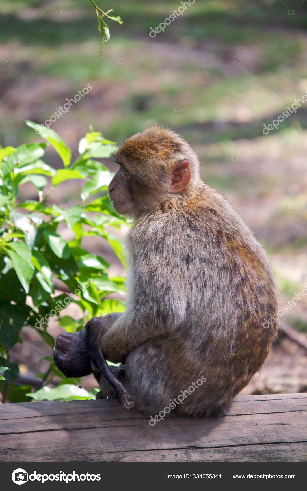 Monkey Nature — Stock Photo © PantherMediaSeller #334055344