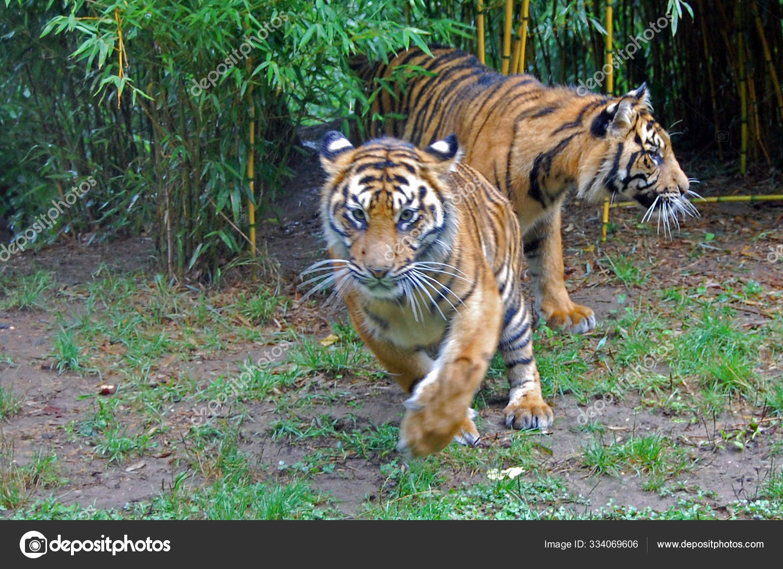 Predator Wildcat Striped Tiger Animal — Stock Photo ...