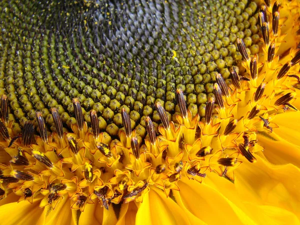 Sunflower core Stock Photos, Royalty Free Sunflower core Images ...