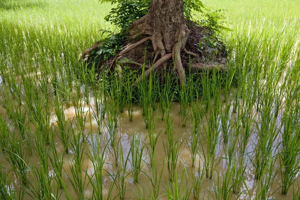 A tree in a rice field Stock Photos, Royalty Free A tree in a rice ...