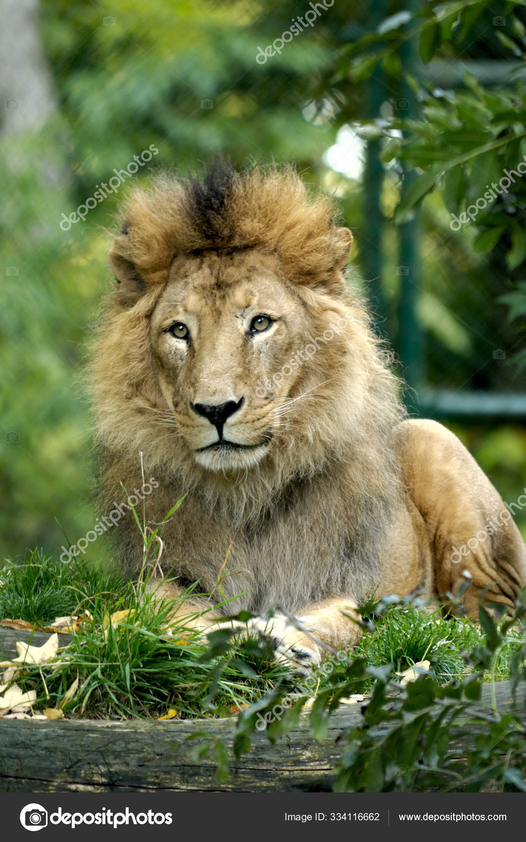 León Depredador Animal Depredador Felino — Foto de stock ...
