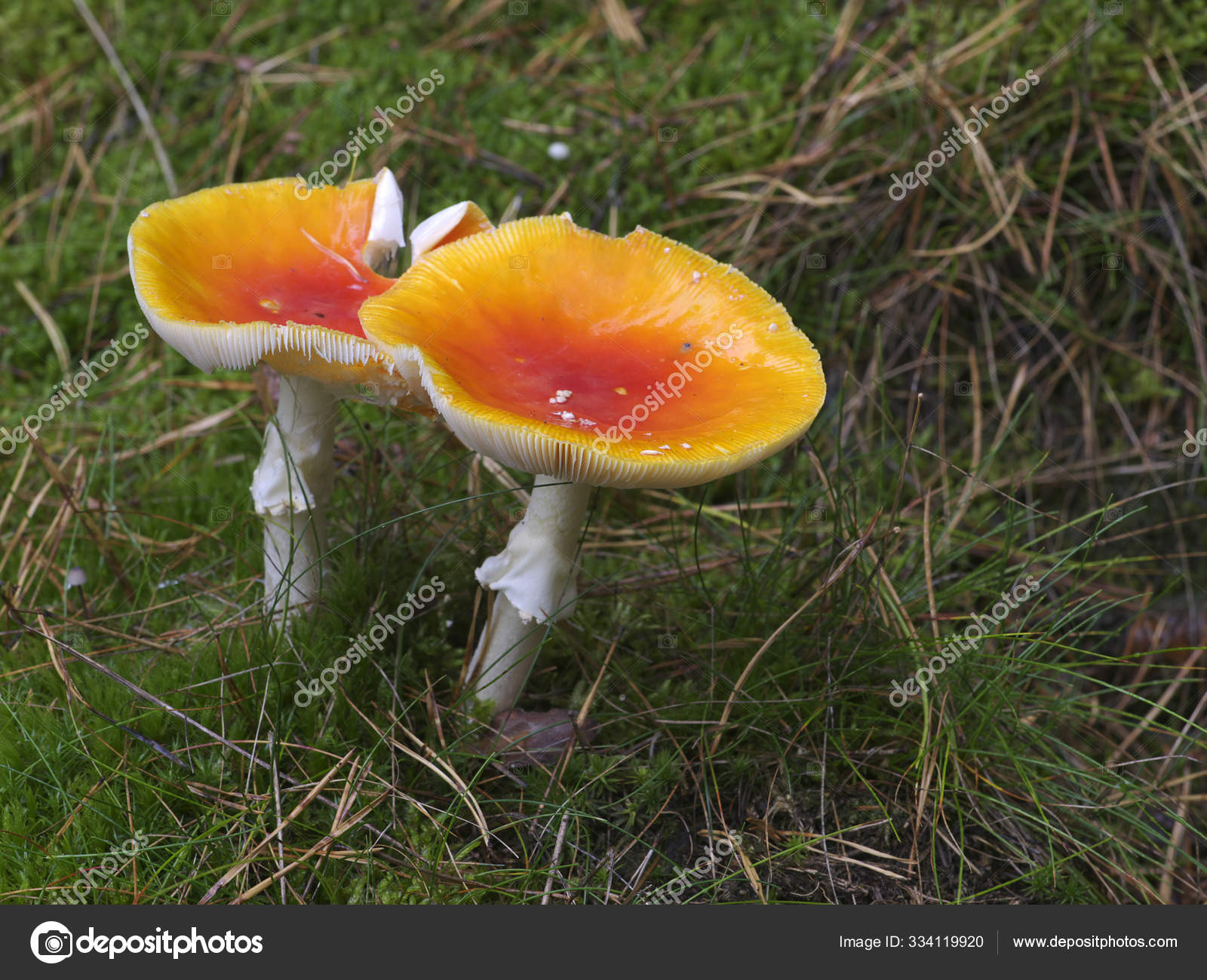 Red Toadstools Belongs Group Poisonous Fungi Stock Photo by ...