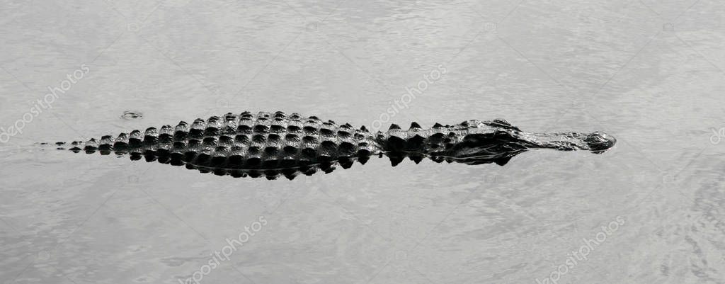 Life of crocodiles Stock Photos, Royalty Free Life of crocodiles Images ...