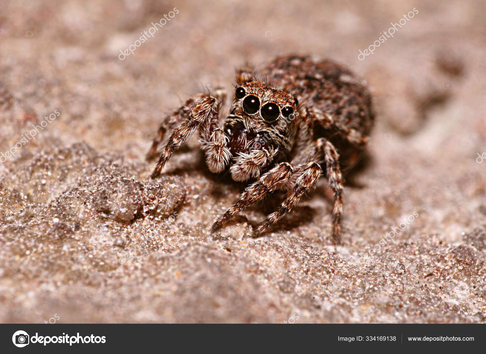 Scary Spider Animal Predator Stock Photo by ©PantherMediaSeller 334169138