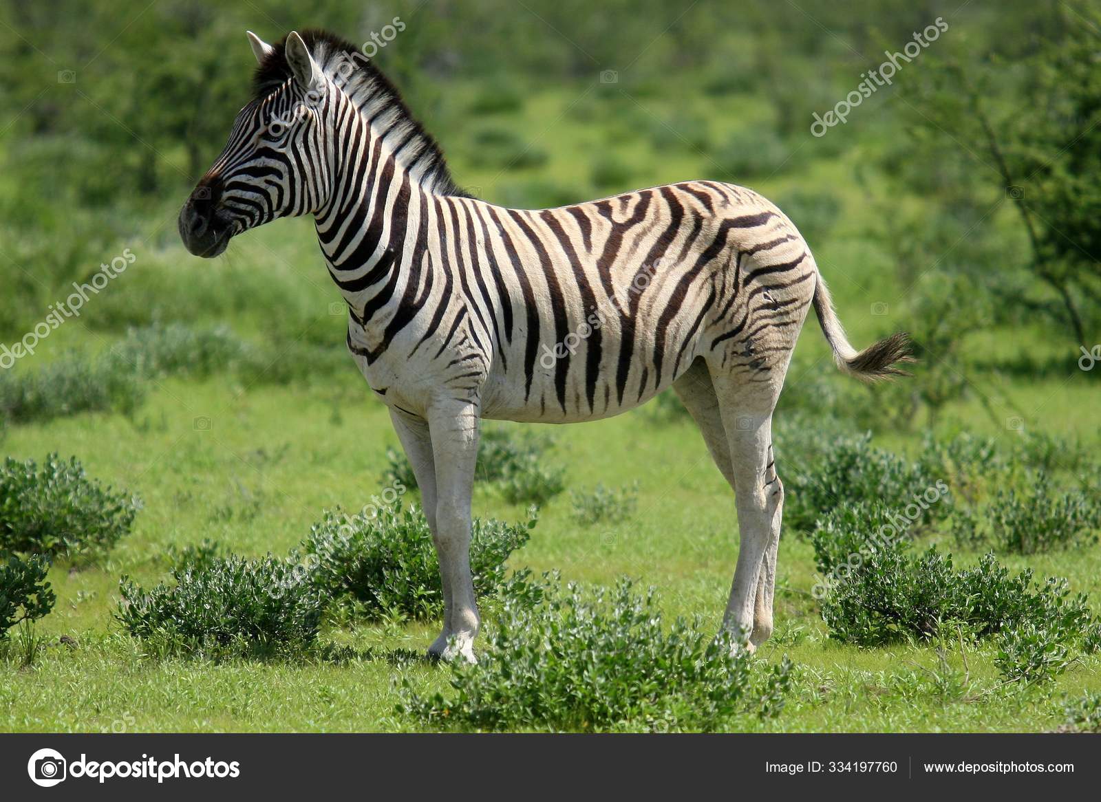 Striped Mammals