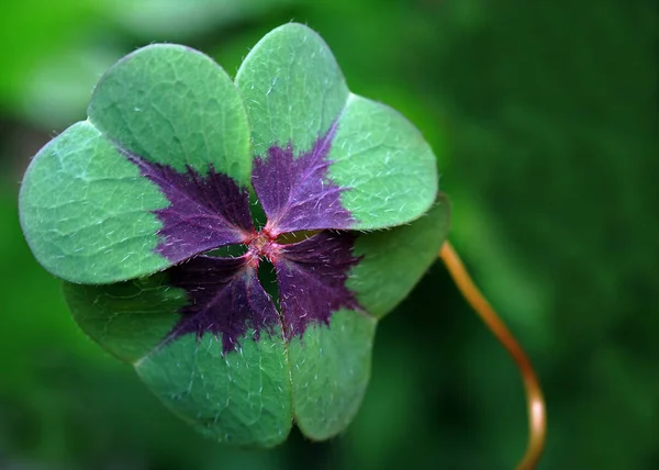 Lucky clover Stock Photos, Royalty Free Lucky clover Images | Depositphotos