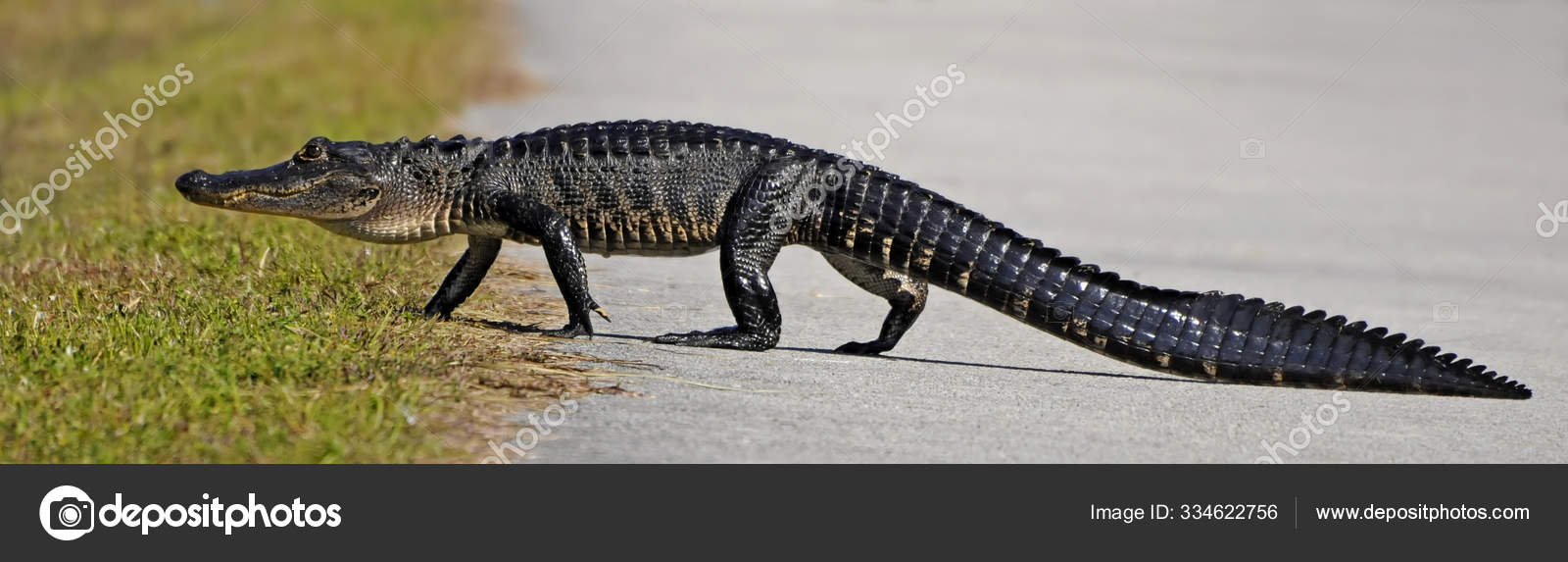 Alligator Crocodiles Wildlife Dangerous Reptile Predator Stock Photo by ...