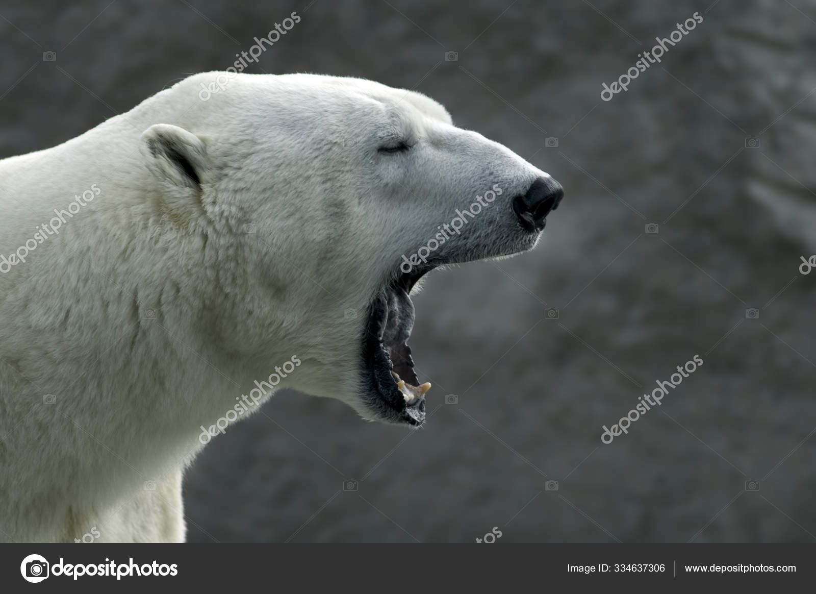 Bear Side Roar