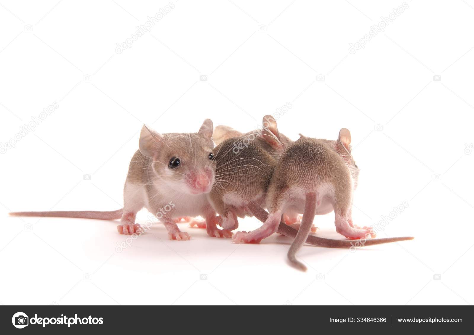 Two Small Cats Standing White Background Stock Photo by ...