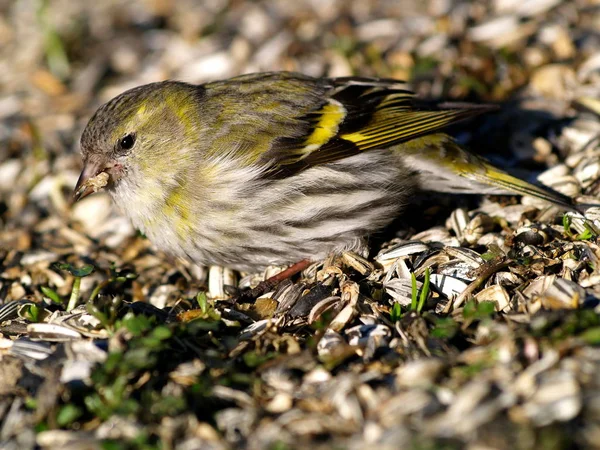 scenic view of beautiful bird at nature - Stock Image - Everypixel