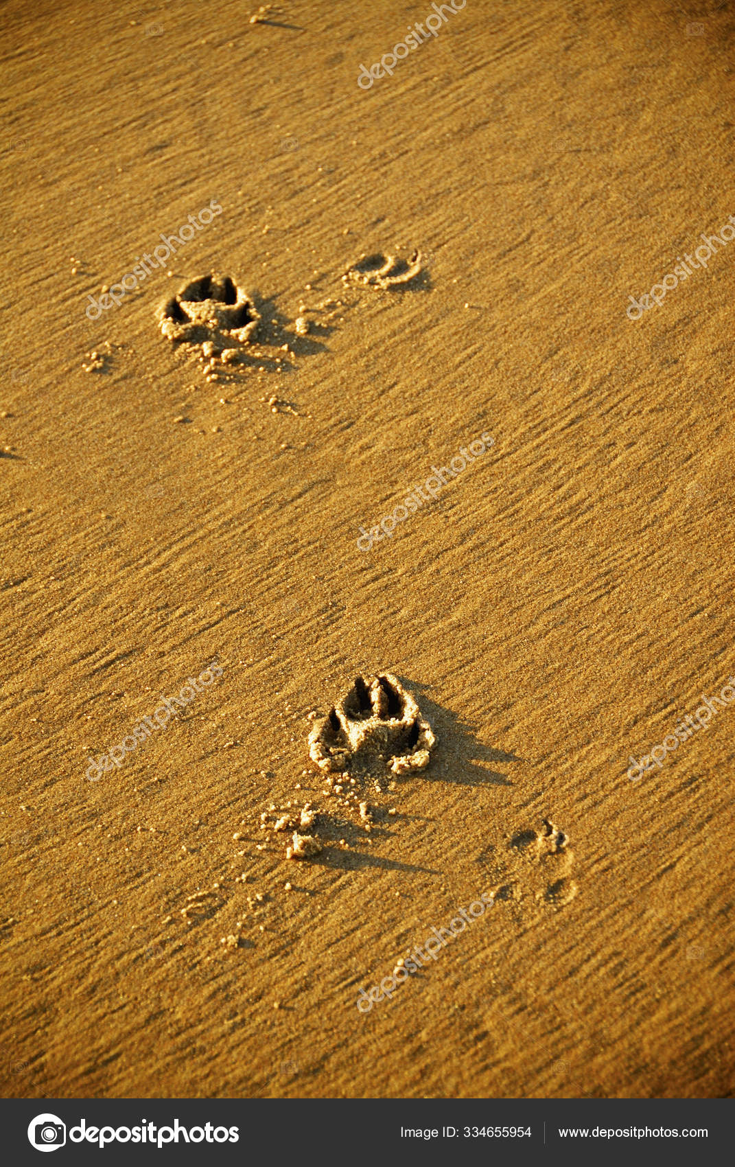 Dog Paw Print In Sand
