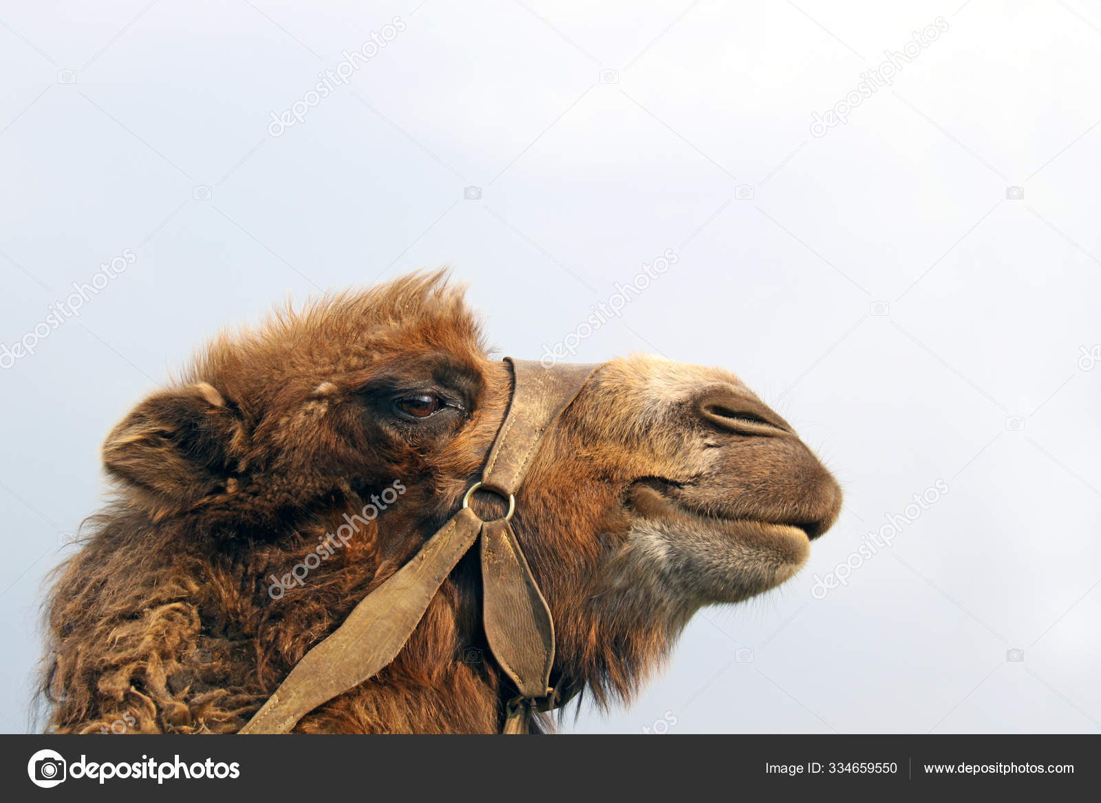 Bactrian Camel Also Bactrian Camel Bactrian Nlike All Camels Captivates ...
