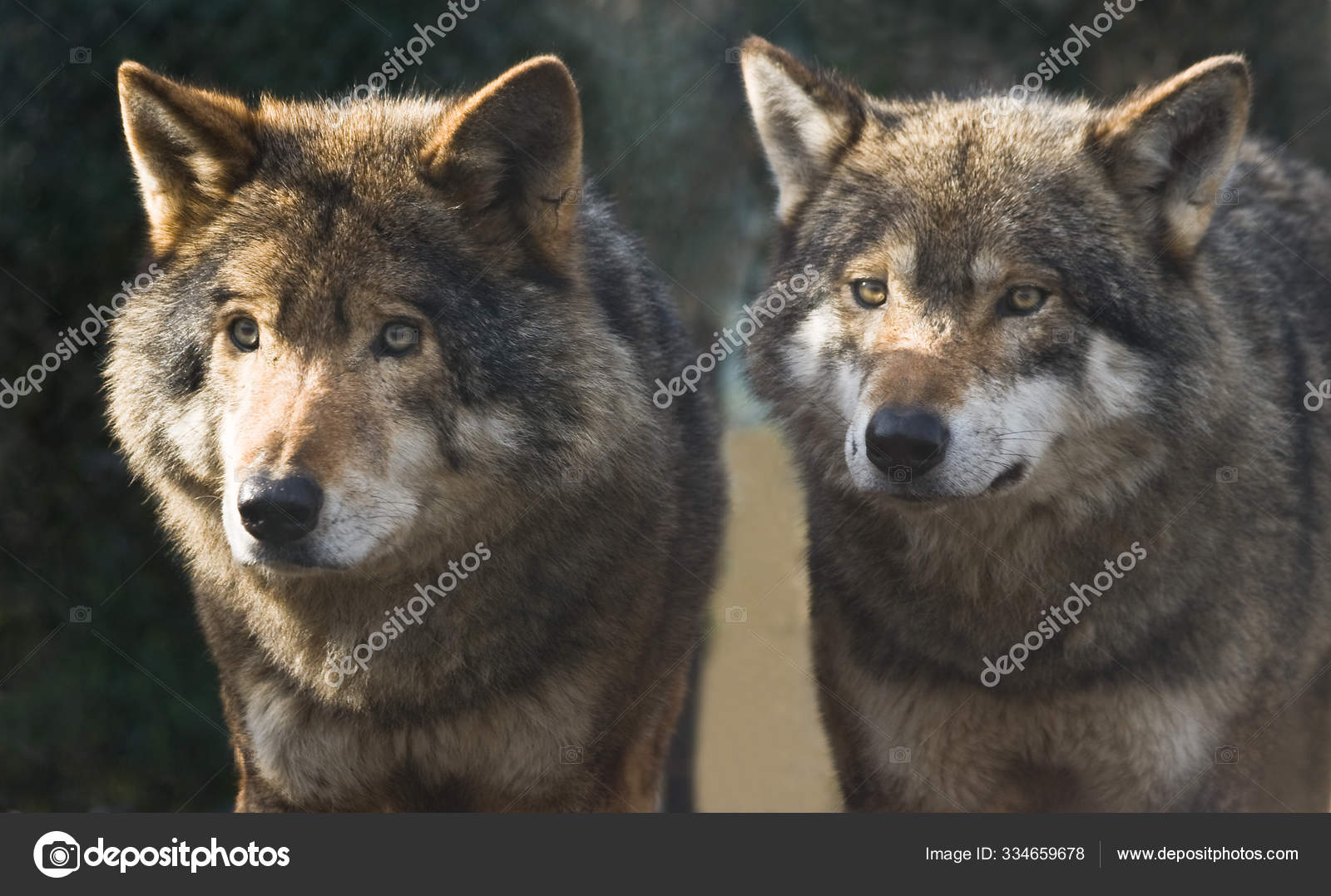 Two Wolves Standing Together Stock Photo by ©PantherMediaSeller 334659678