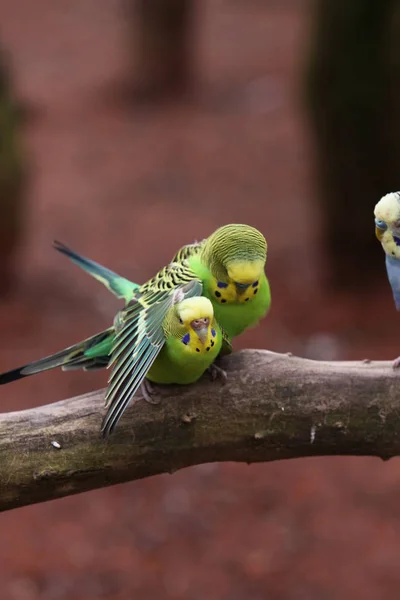 Budgies Stock Photos, Royalty Free Budgies Images | Depositphotos