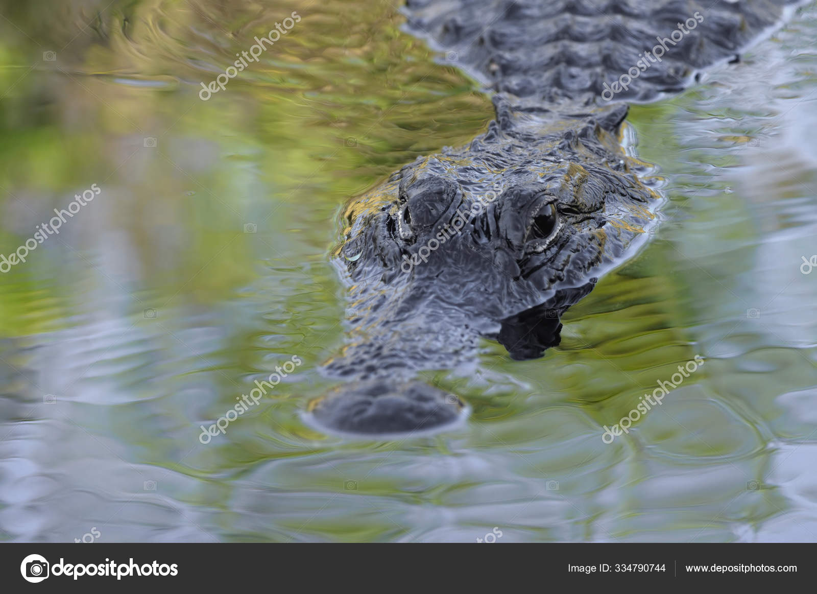 Crocodile Dangerous Reptile Animal — Stock Photo © PantherMediaSeller ...