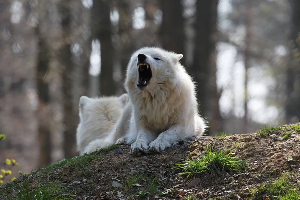 Wolf howling Stock Photos, Royalty Free Wolf howling Images | Depositphotos