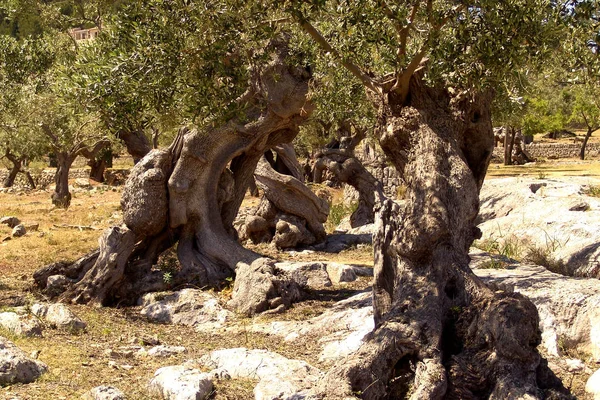 Nazareth village Stock Photos, Royalty Free Nazareth village Images ...