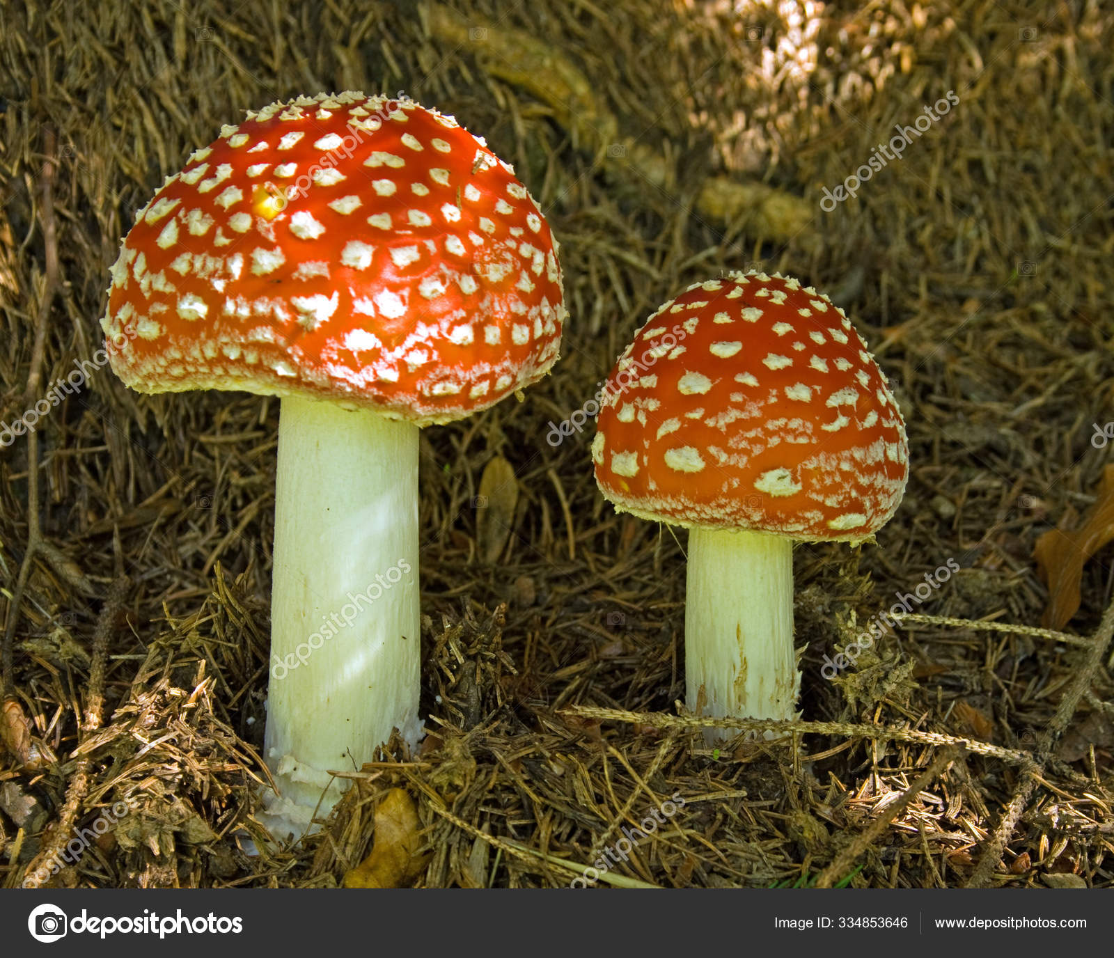 Red Toadstools Belongs Group Poisonous Fungi — Stock Photo ...