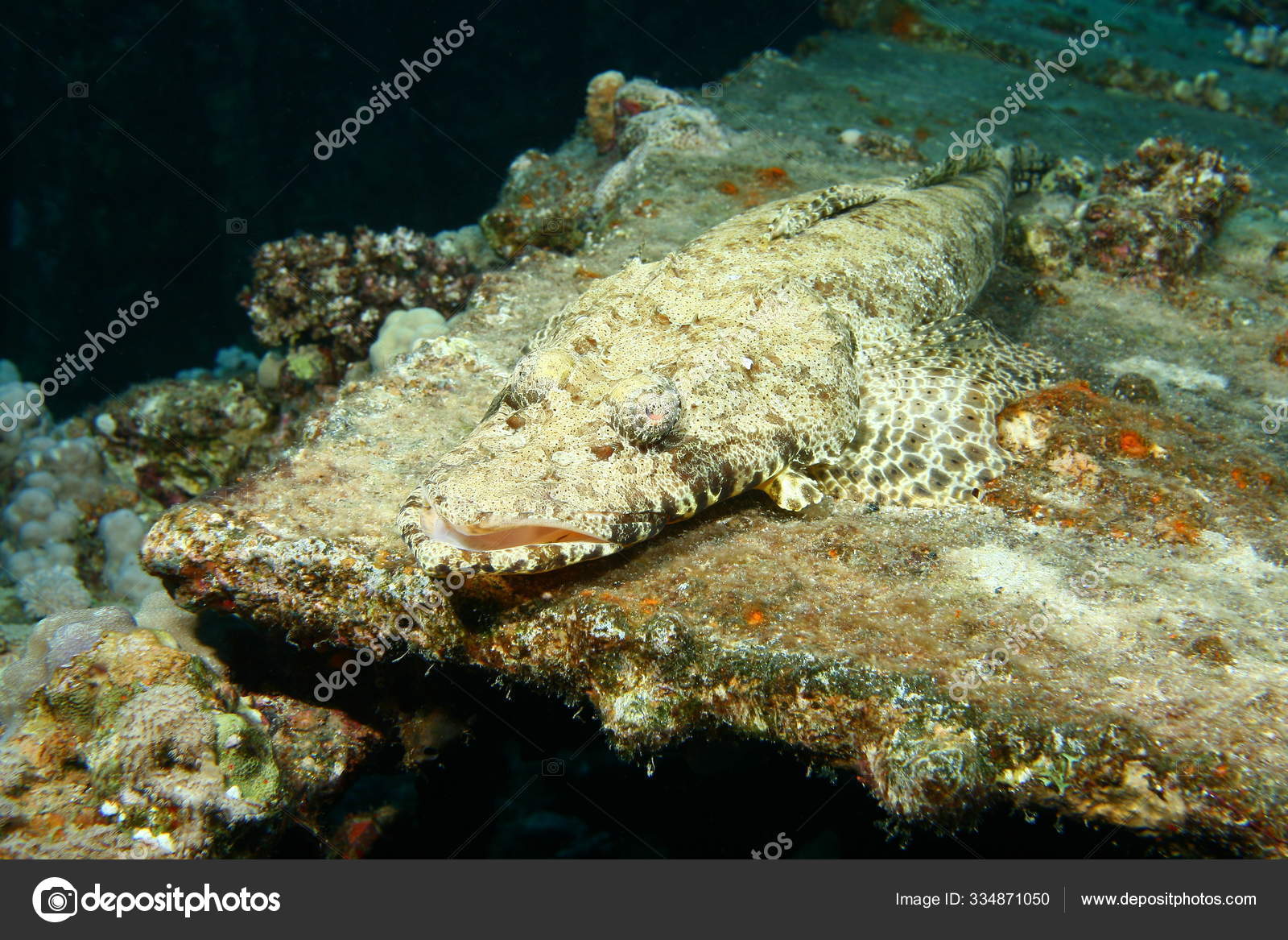 Crocodile Animal Amphibian Predator — Stock Photo © PantherMediaSeller ...