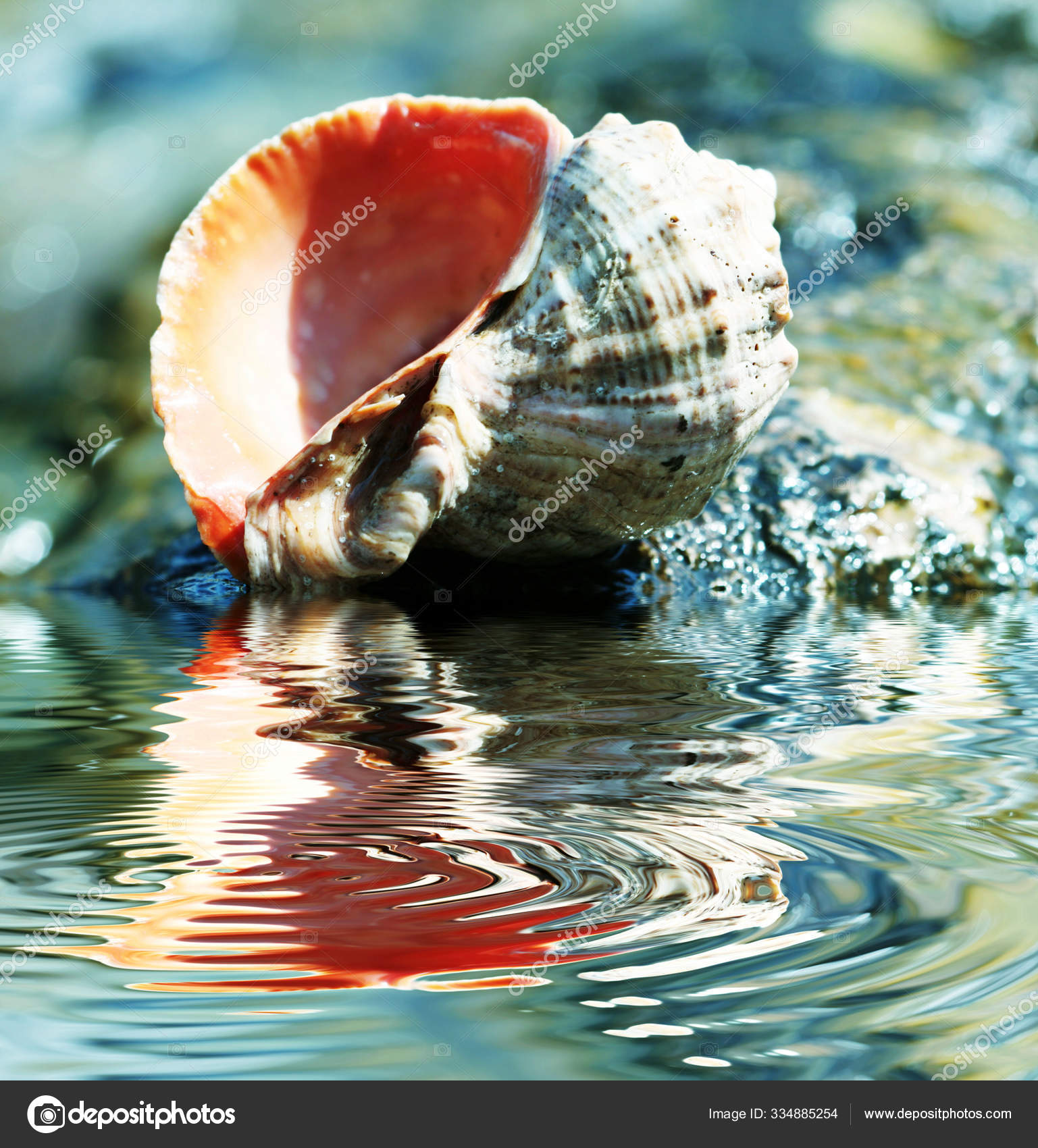 Marine Seashells Sea Shell — Stock Photo © PantherMediaSeller #334885254