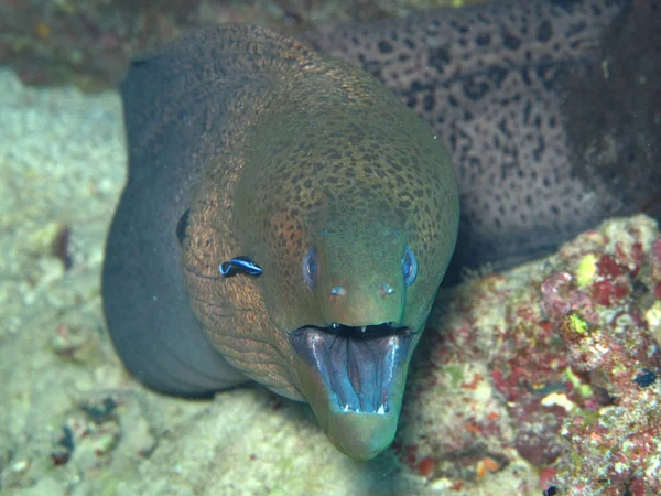 Cleaner fish Stock Photos, Royalty Free Cleaner fish Images | Depositphotos