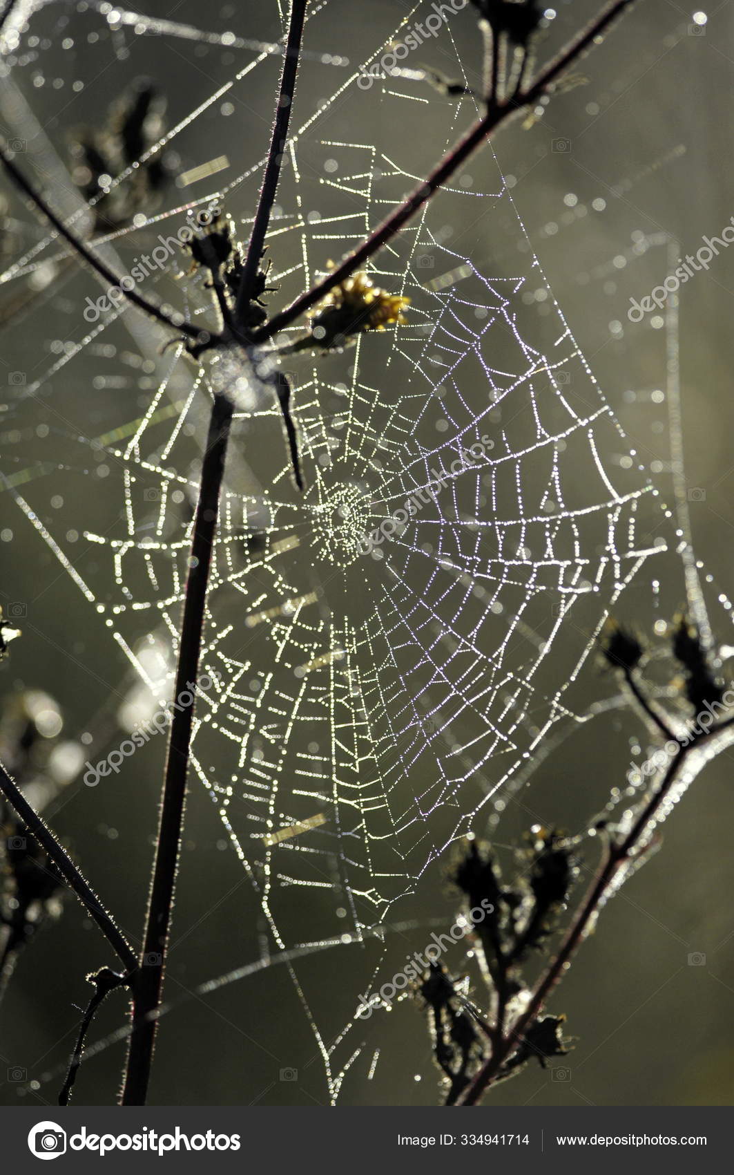 Spider Web Trap Insects — Stock Photo © PantherMediaSeller #334941714