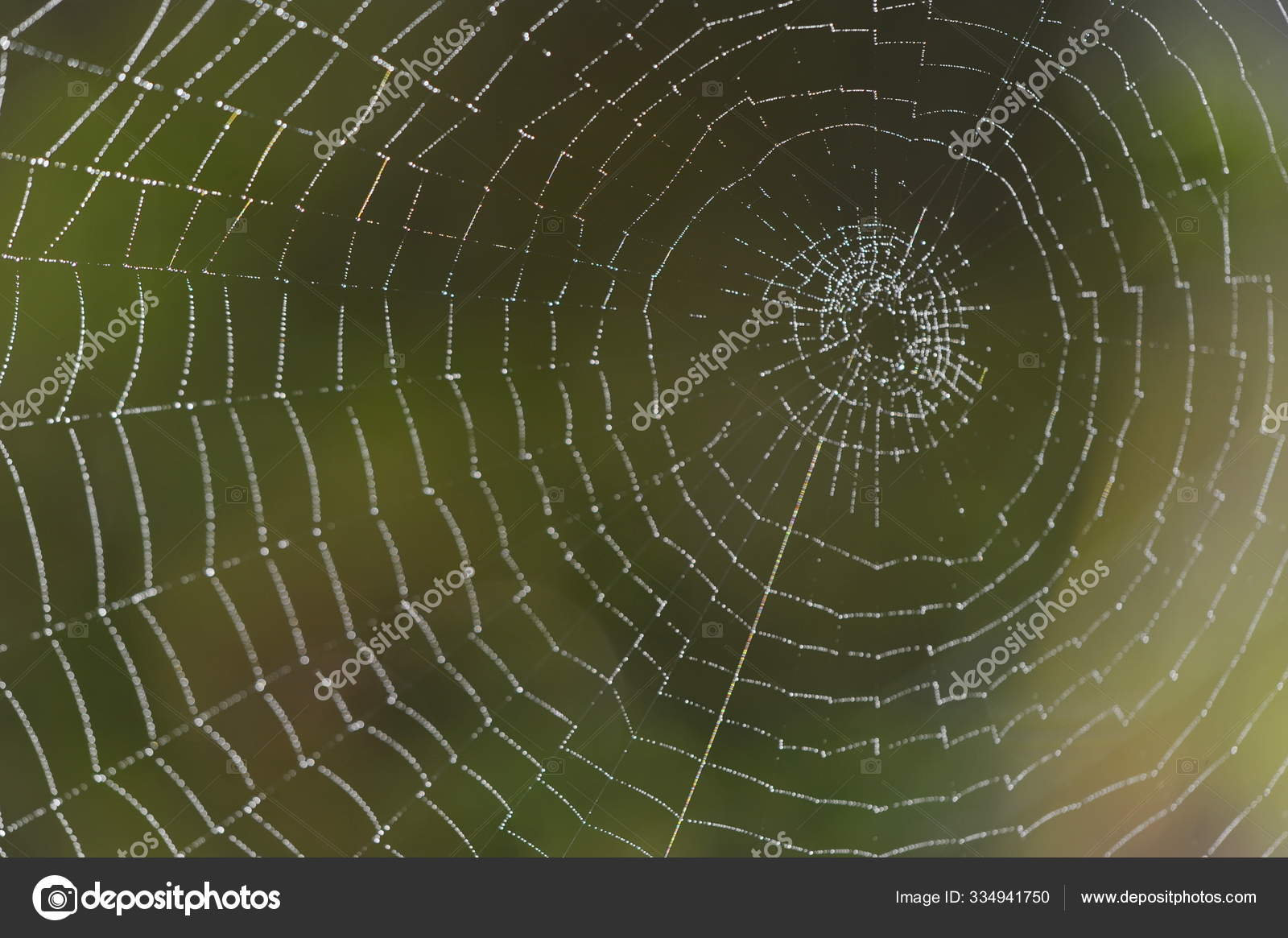 Spider Web Trap Insects — Stock Photo © PantherMediaSeller #334941750