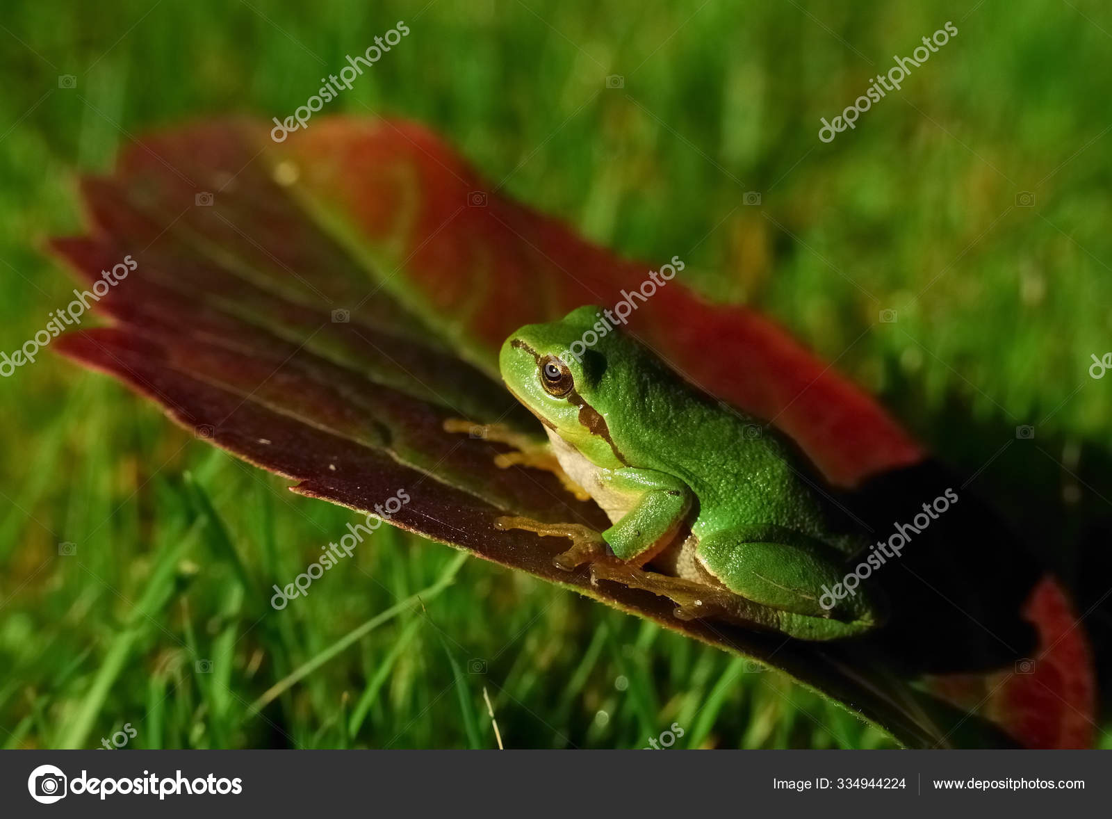 Tree Frog Leaf — Stock Photo © PantherMediaSeller #334944224