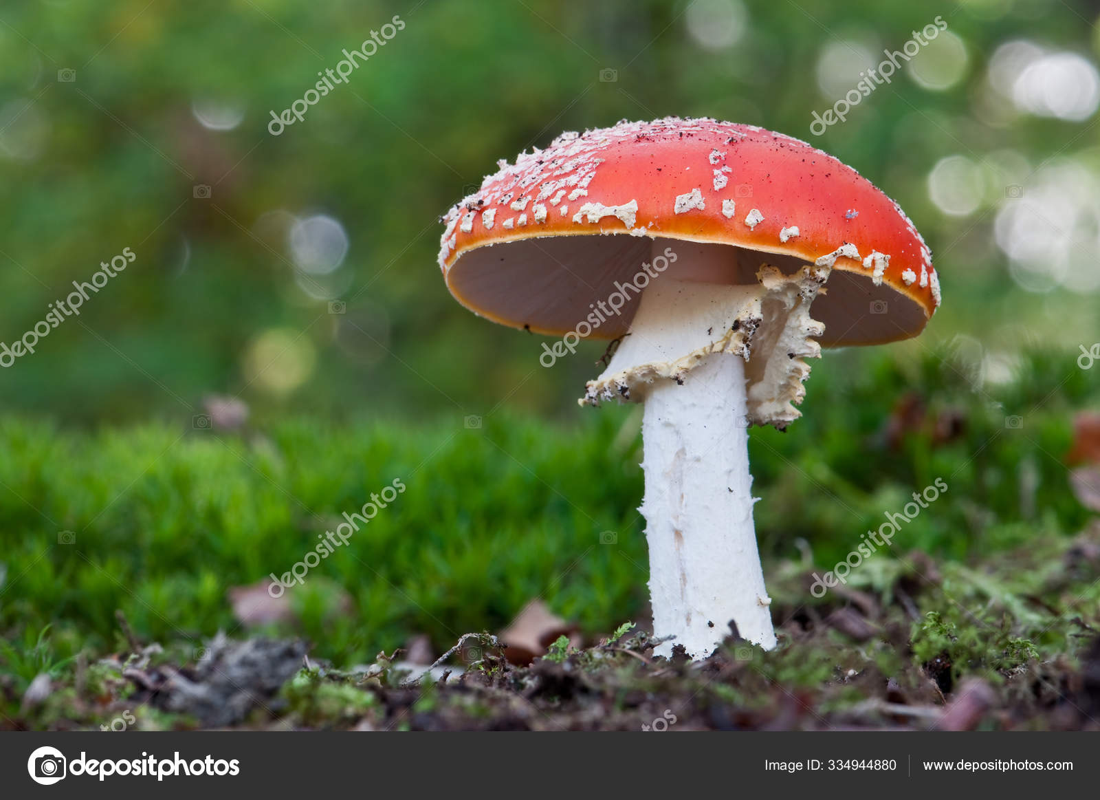 Red Toadstool Belongs Group Poisonous Fungi — Stock Photo ...