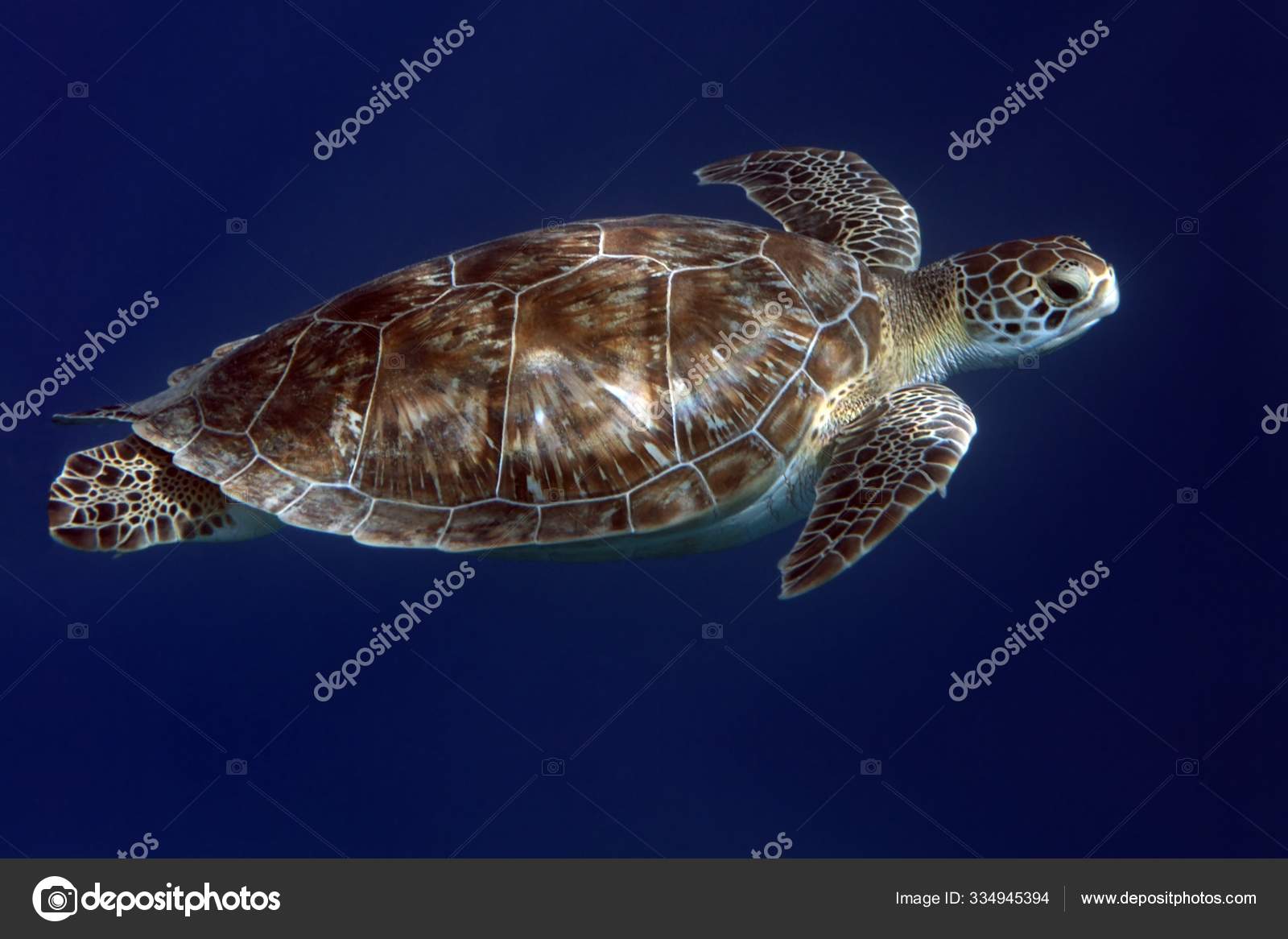 Caught Red Sea Surfaced Just Breathtaking — Stock Photo ...