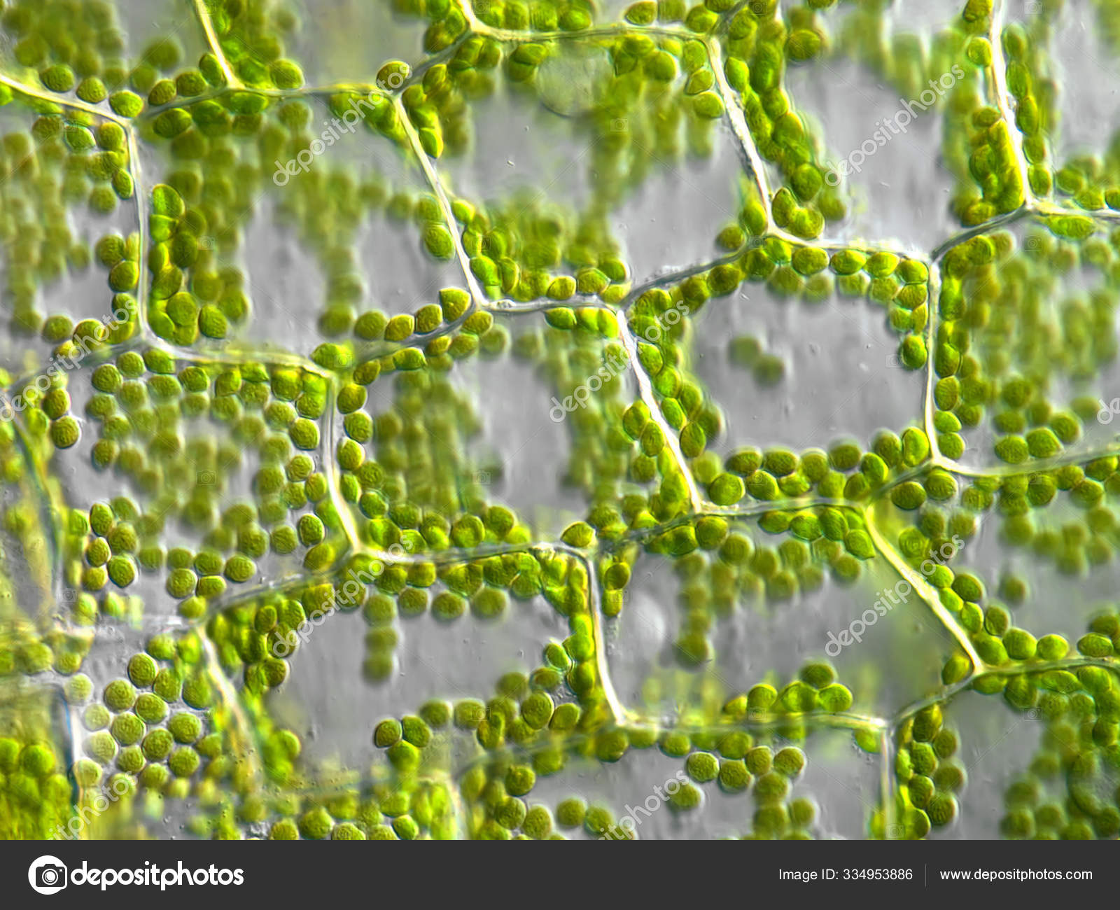 Microscopic Plant Cells