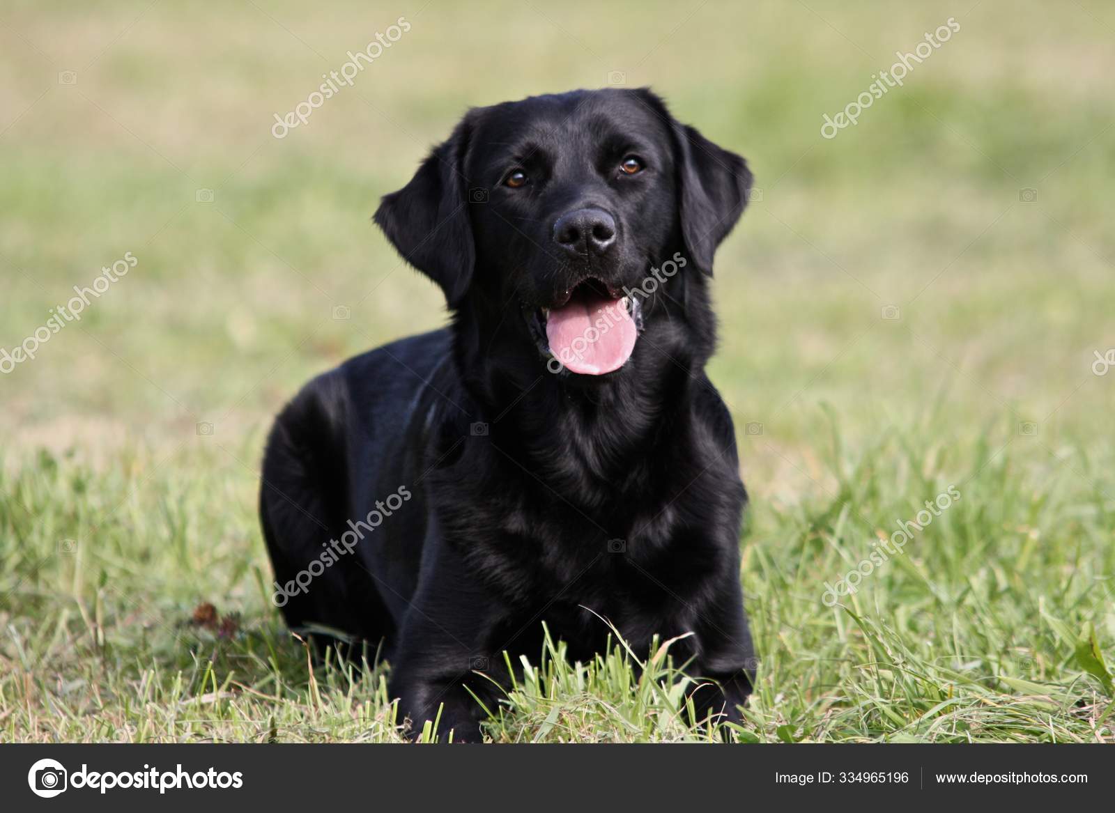 Female Black Labrador Retriever