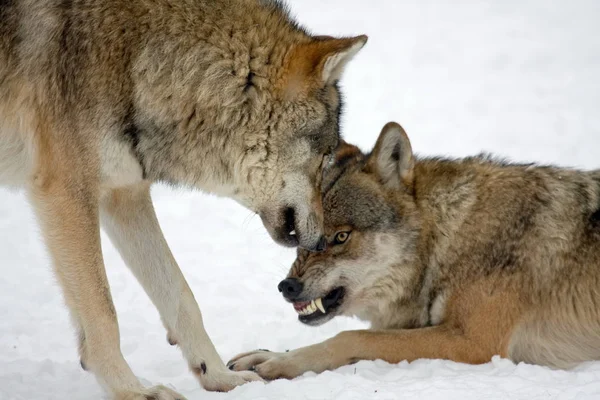 Wolves Fighting For Dominance