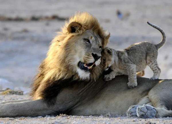 Lion and puppy Stock Photos, Royalty Free Lion and puppy Images ...