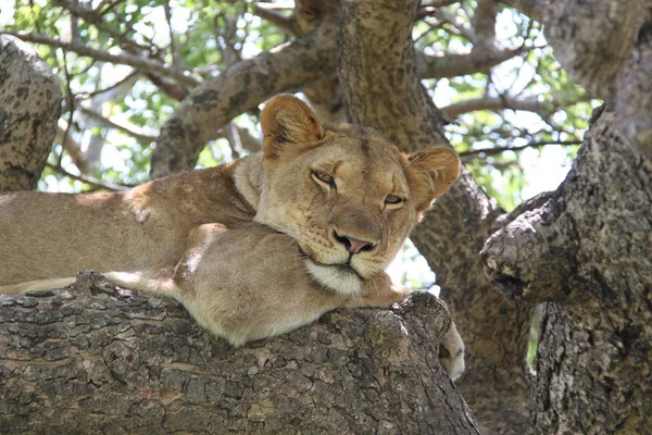 Lion sleeping in a tree Stock Photos, Royalty Free Lion sleeping in a ...