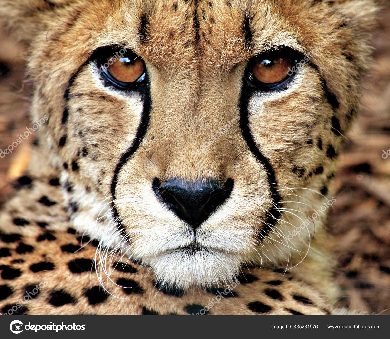 Feline Predator Wild Cheetah Mammal Animal — Stock Photo ...