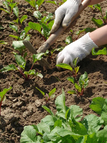 woman hands hoeing the vegetable bed at the kitchen garden - Stock ...