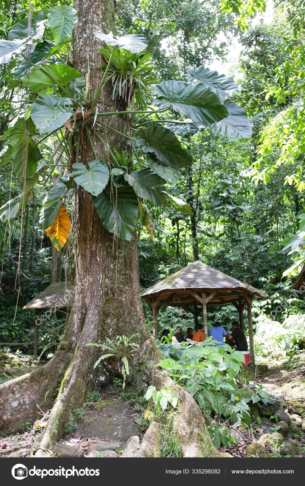 Beautiful Foliage Forest Nature Background — Stock Photo ...