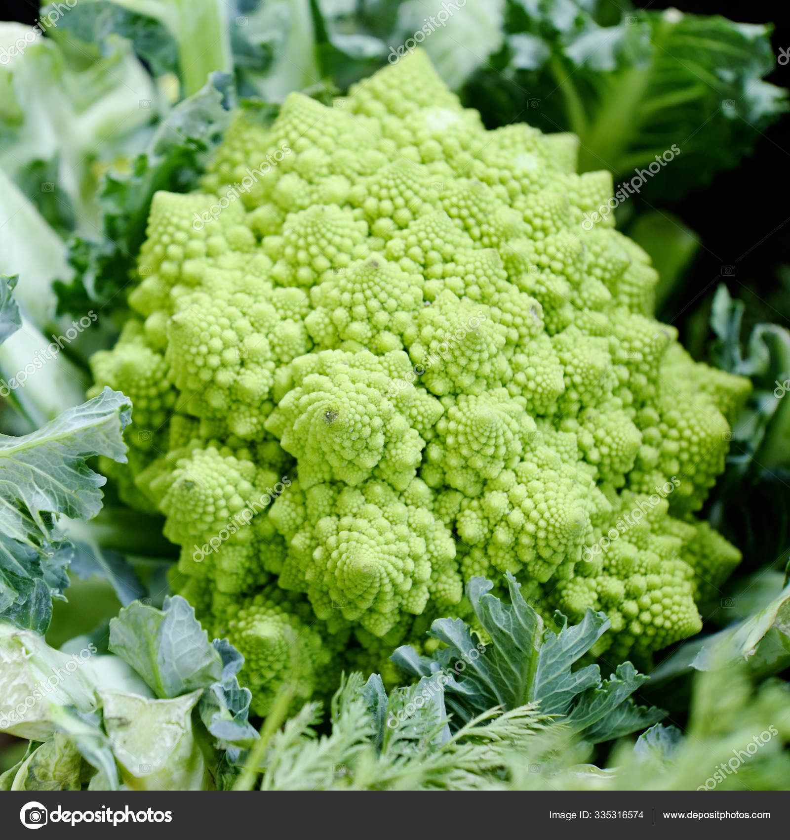 Cauliflower Flower Bloom
