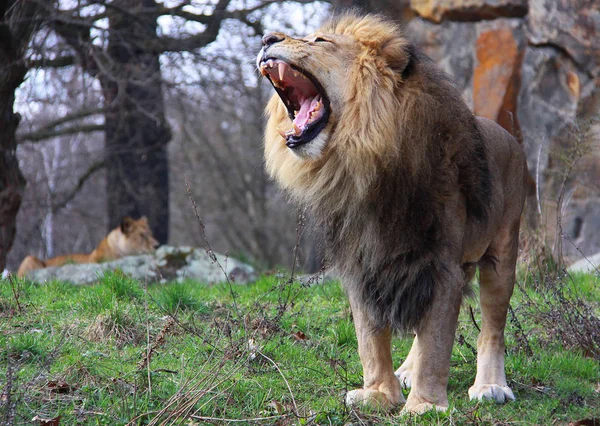 Roaring lion Stock Photos, Royalty Free Roaring lion Images | Depositphotos