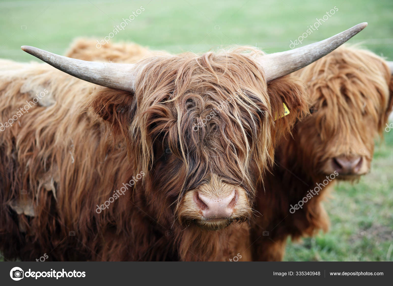 Highland Cattle Animals Wildlife — Stock Photo © PantherMediaSeller ...