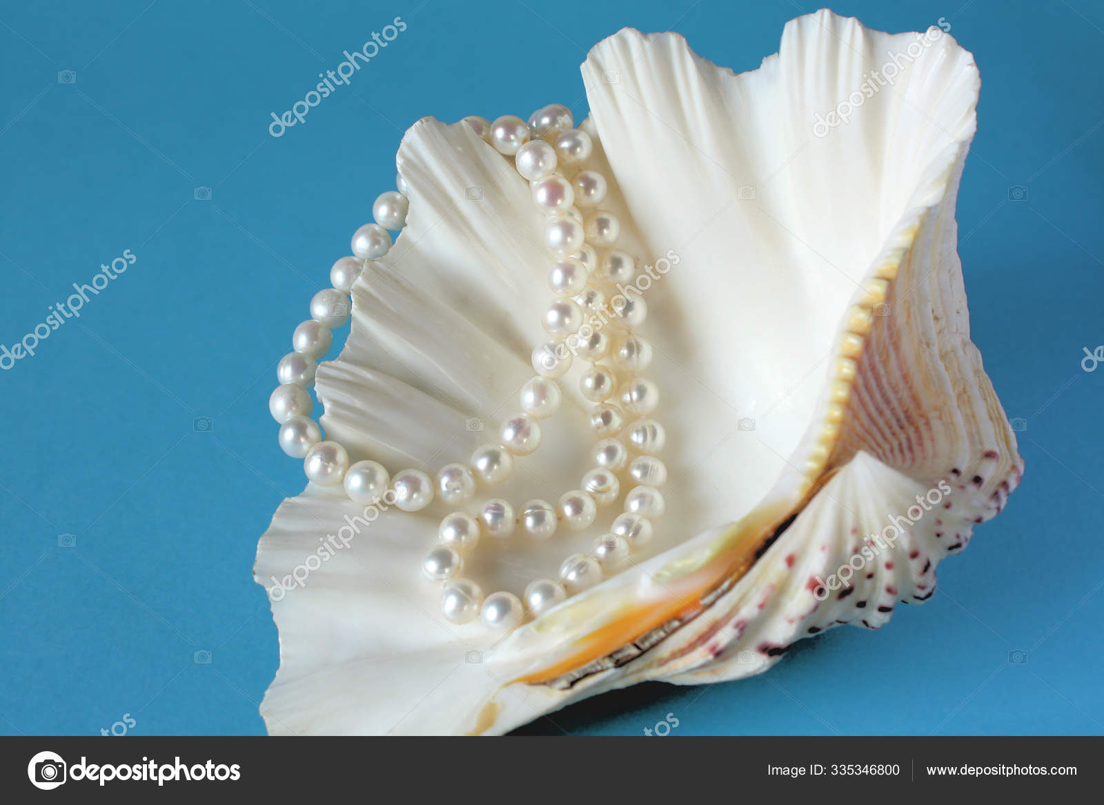 Beautiful White Seashell Blue Background Stock Photo by ...