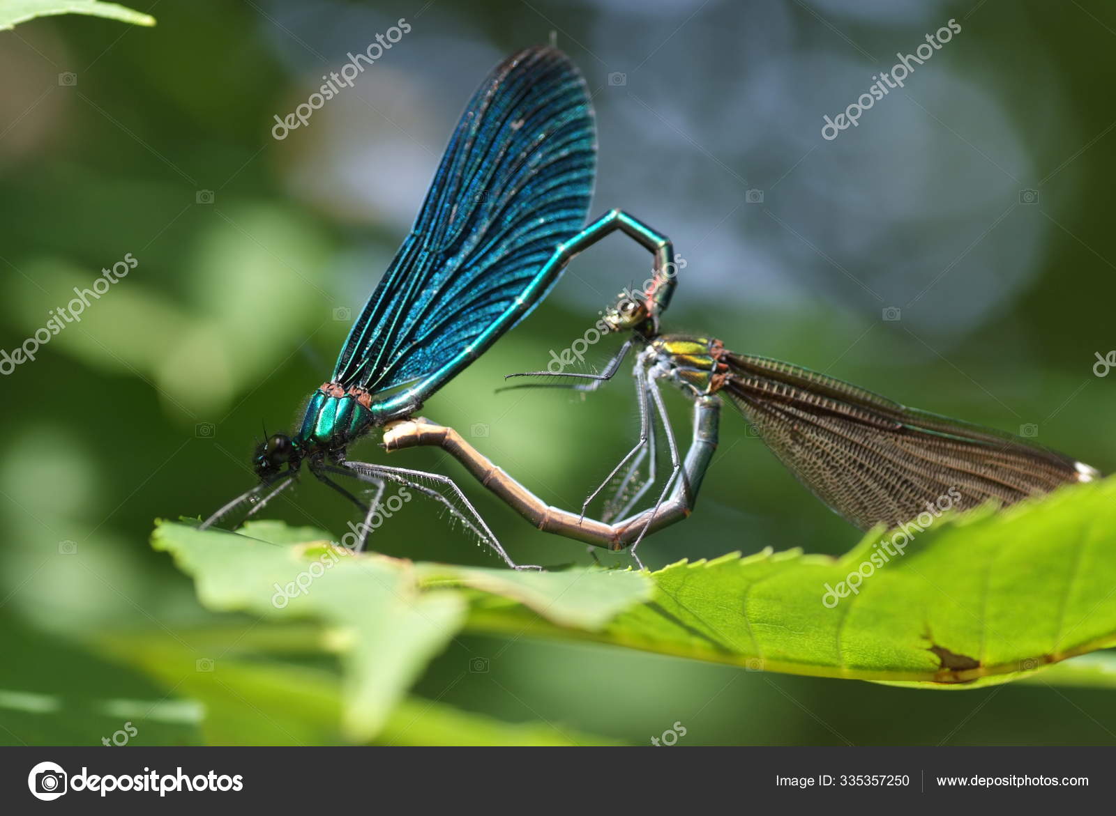 Nature Bug Wings Nature Insect Stock Photo by ©PantherMediaSeller 335357250