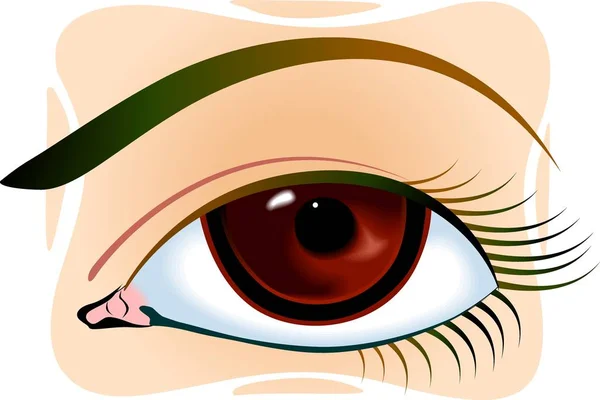 Hookworm In Human Eye