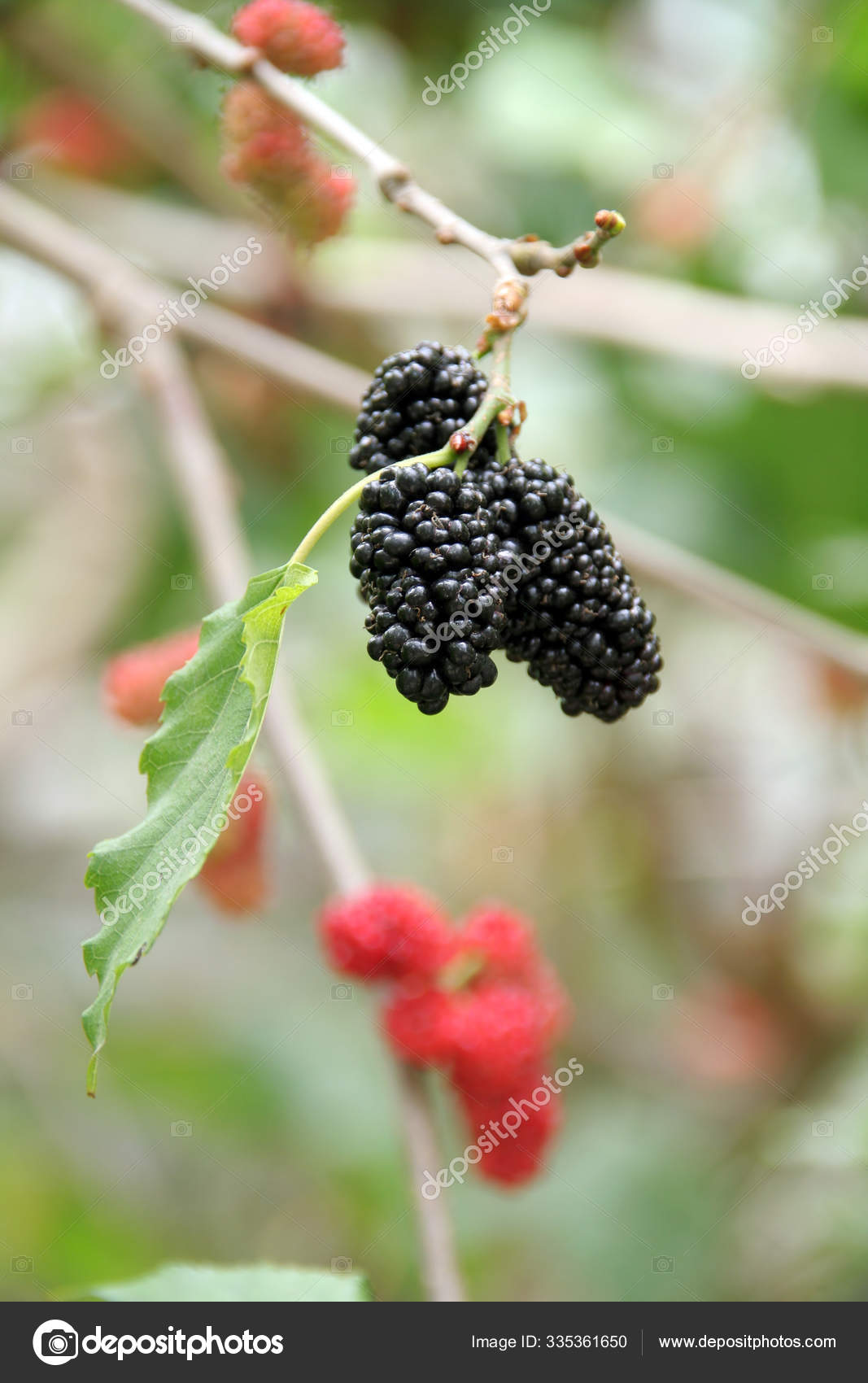 Berry Fruit Nature Stock Photo by ©PantherMediaSeller 335361650