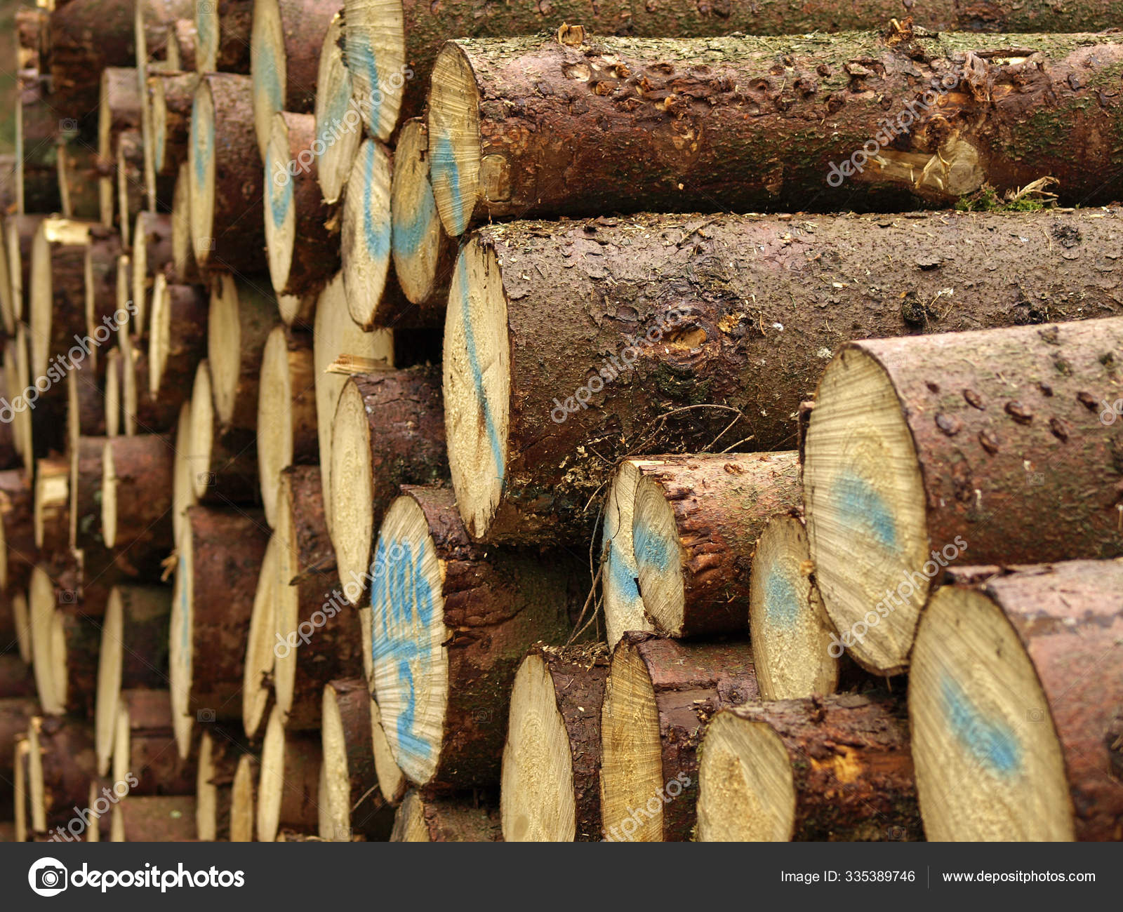 Firewood Logs Tree Trunk — Stock Photo © PantherMediaSeller #335389746