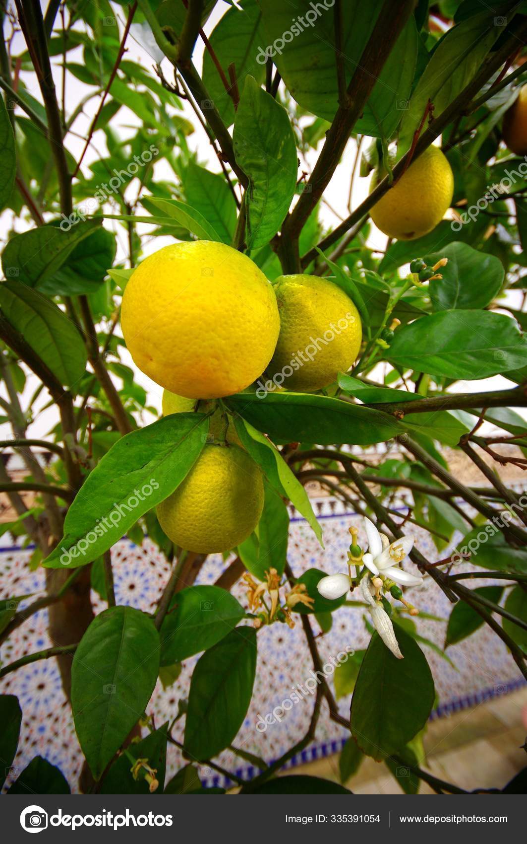 Lemon Tree Background Agricultural Concept Stock Photo by ...