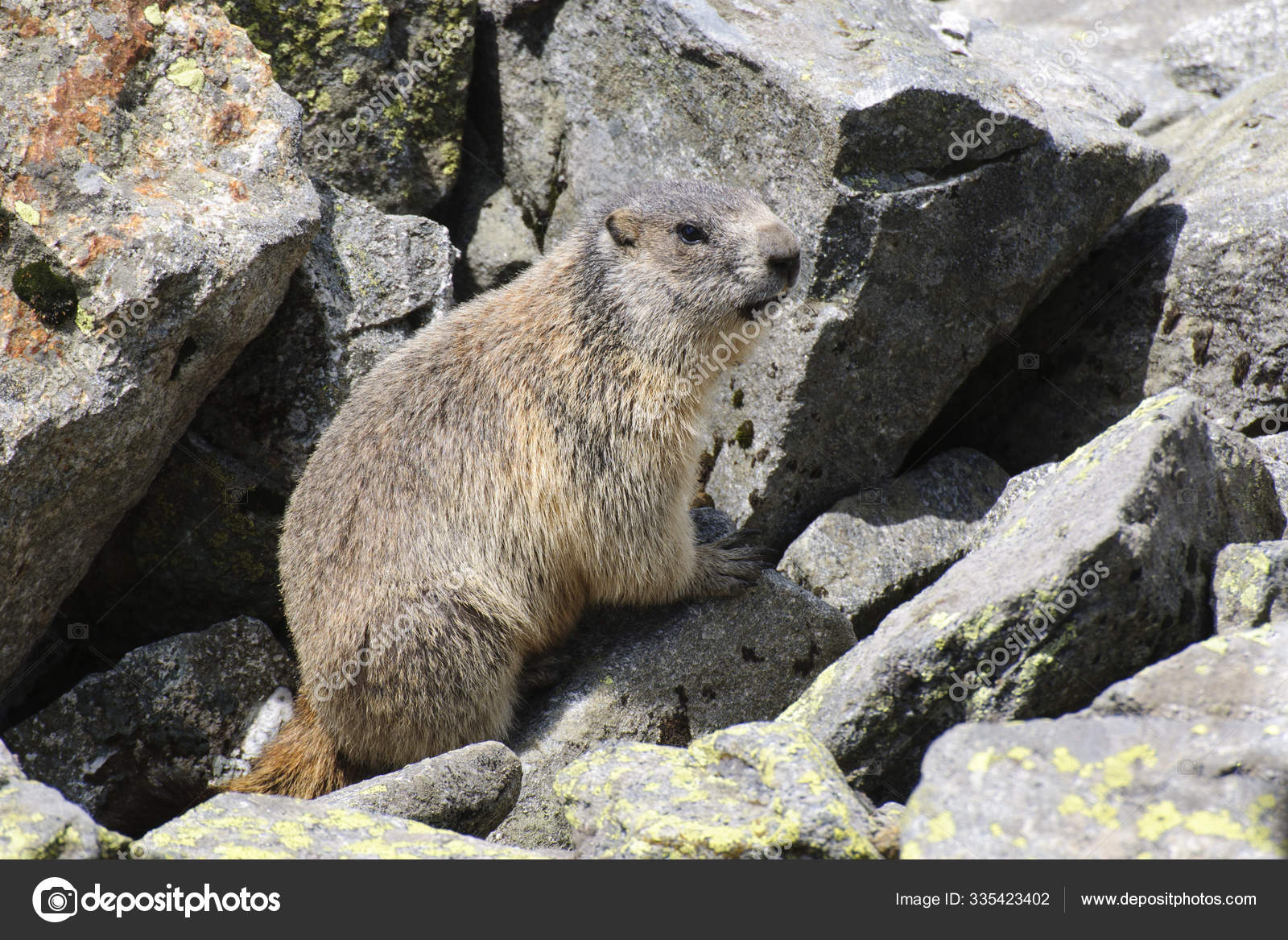 Cute Marmot