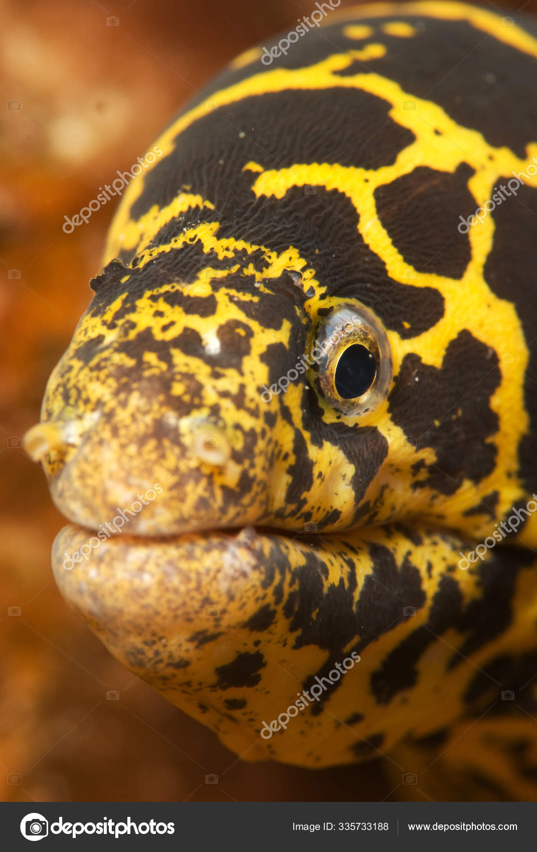 Moray Fish Moray Eel Deep Sea Water — Stock Photo © PantherMediaSeller ...